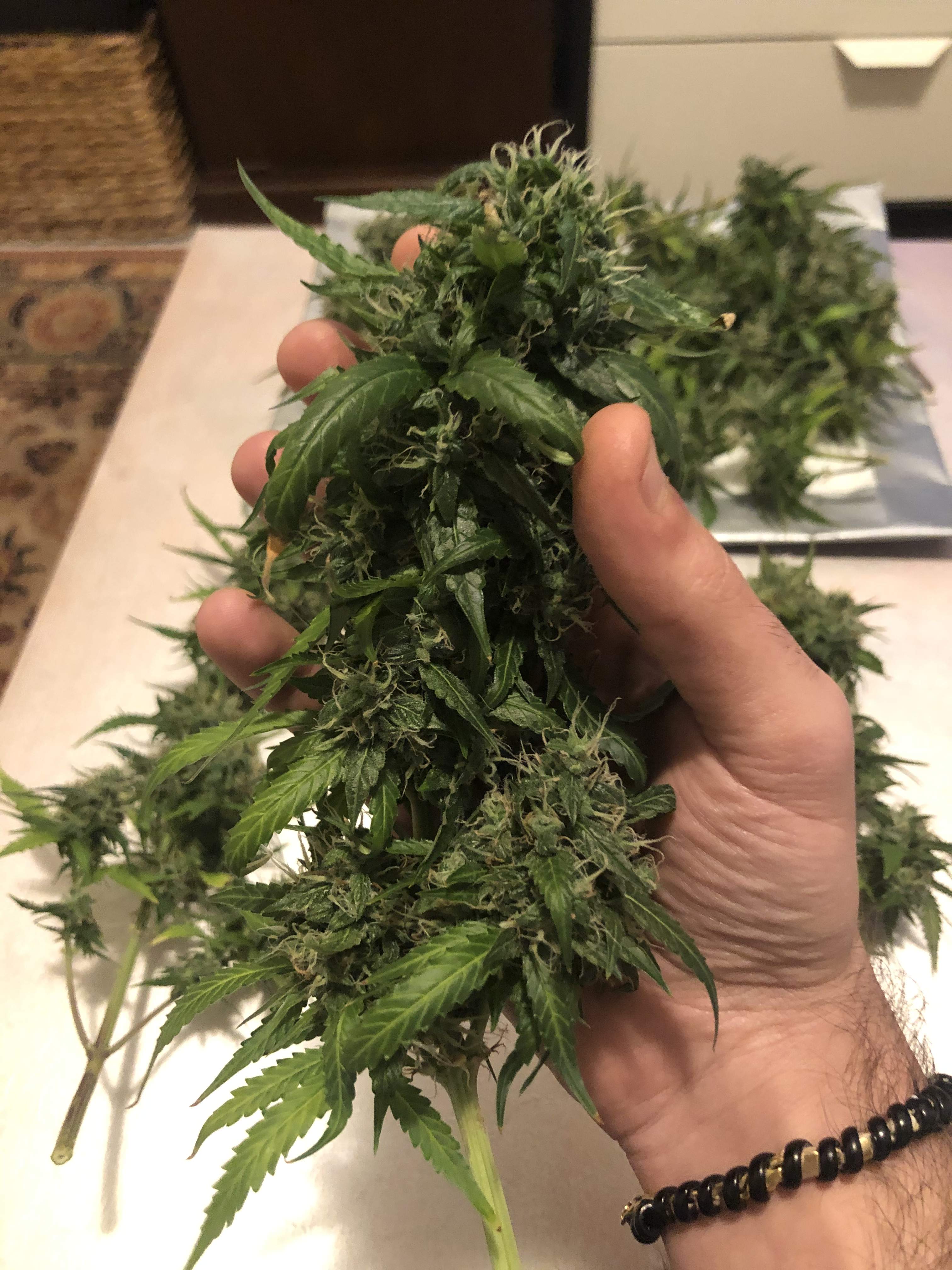 Zamnesia Seeds Runtz Auto grow diary (journal) harvest10 by Plain ...