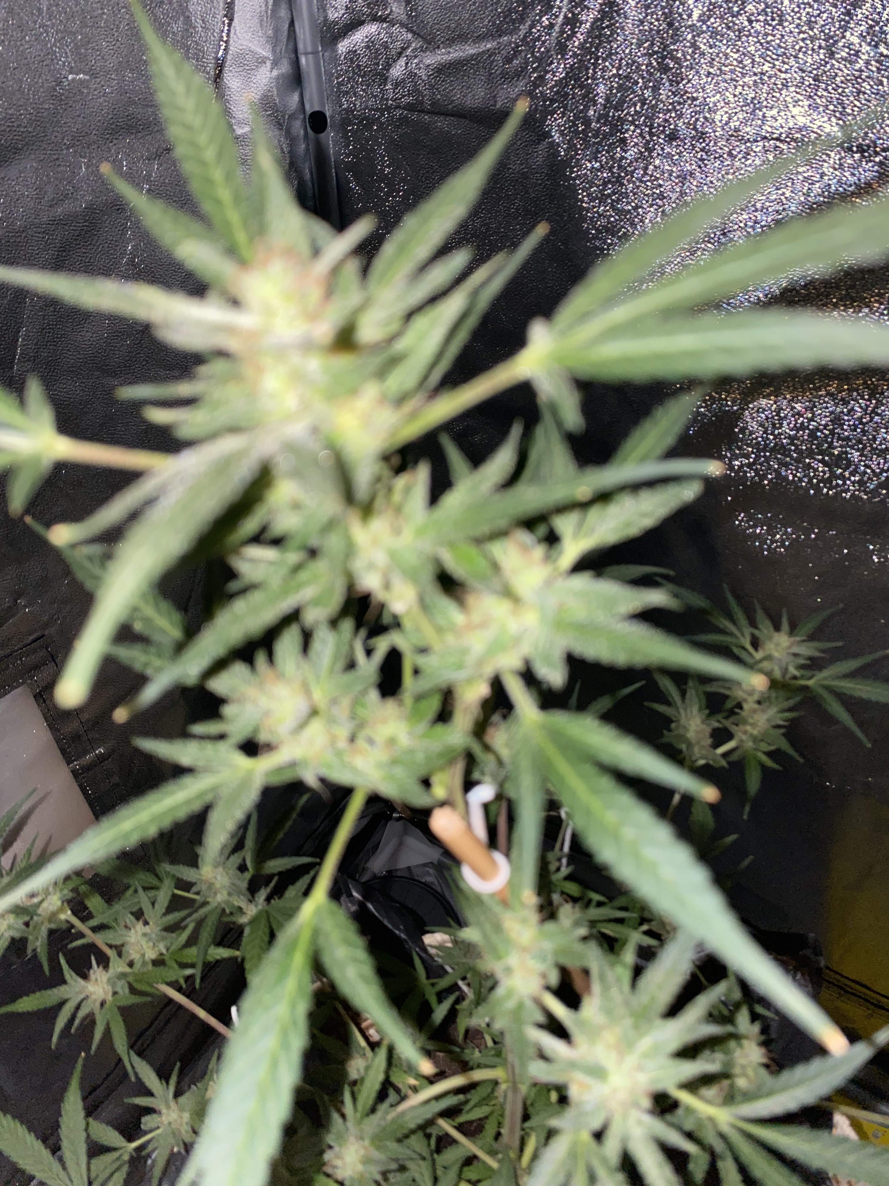 Zamnesia Seeds Runtz Auto grow journal week9 by GREGREEN - GrowDiaries