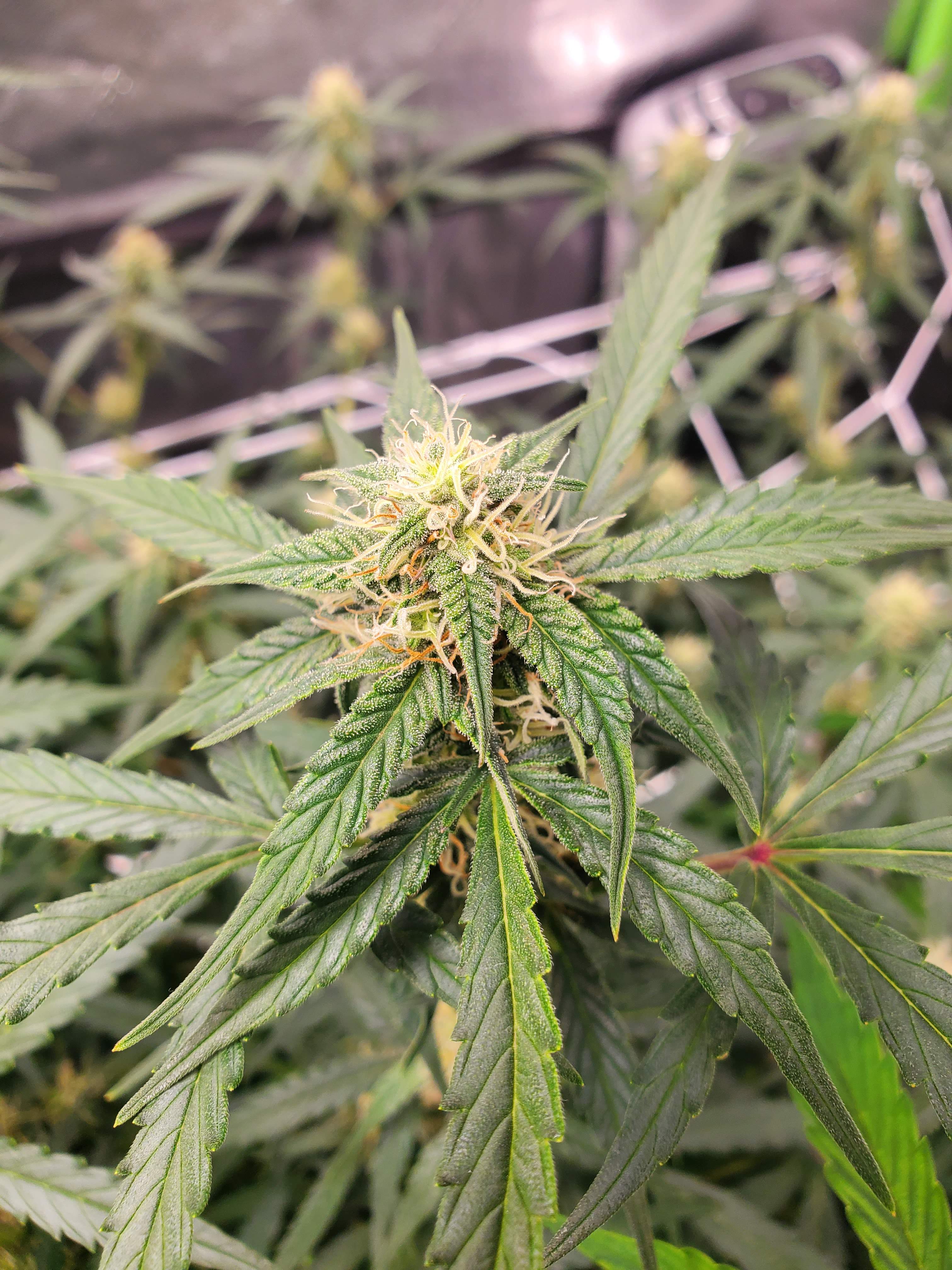 ILGM Gorilla Glue Autoflower grow diary (journal) week7 by Jutdaman2021 ...