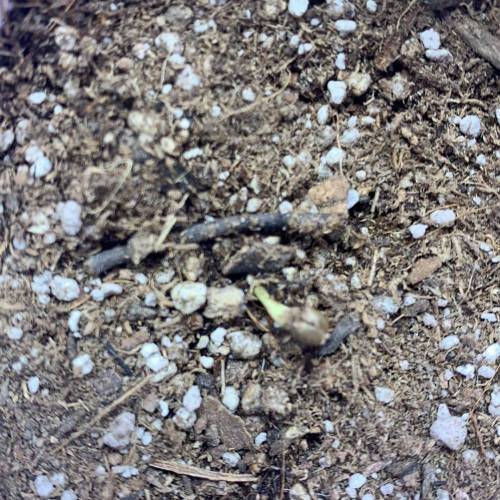 Purple Lemonade/Smoothie auto Fastbuds grow journal by LuisitoCandyAss ...