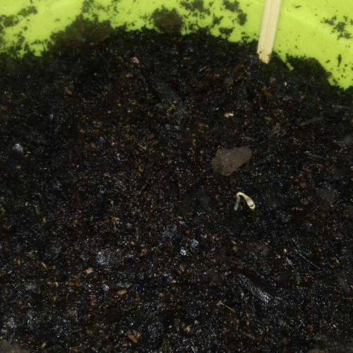 Sensi Seeds Super Skunk grow journal by Whatsername - GrowDiaries