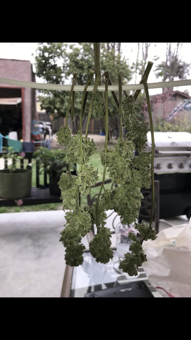 Bubba walker 3 grow diary (journal) harvest9 by Areyouhigh97 - GrowDiaries