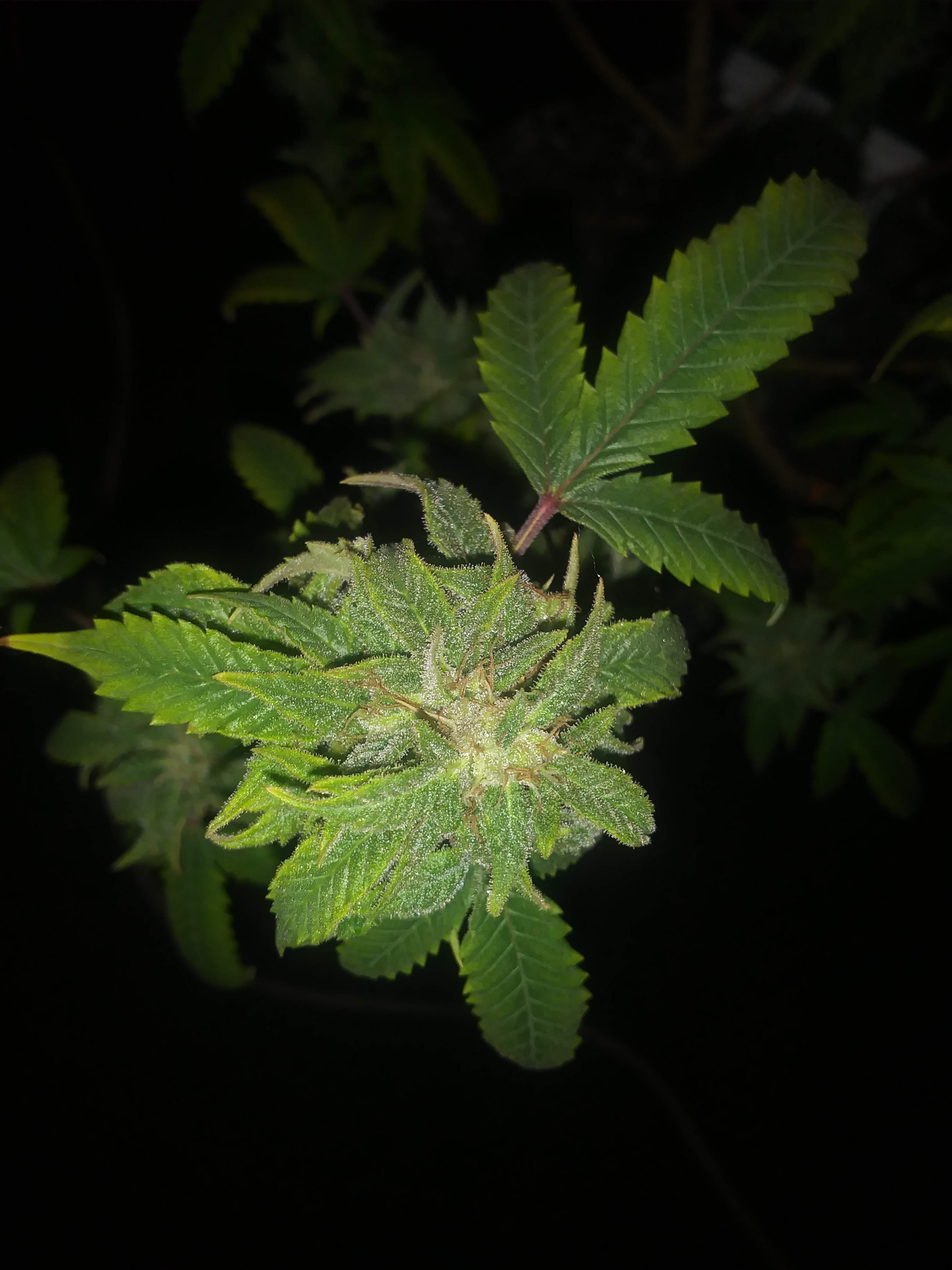 Seedsman Original Skunk #1 grow diary (journal) week5 by Kate420 ...