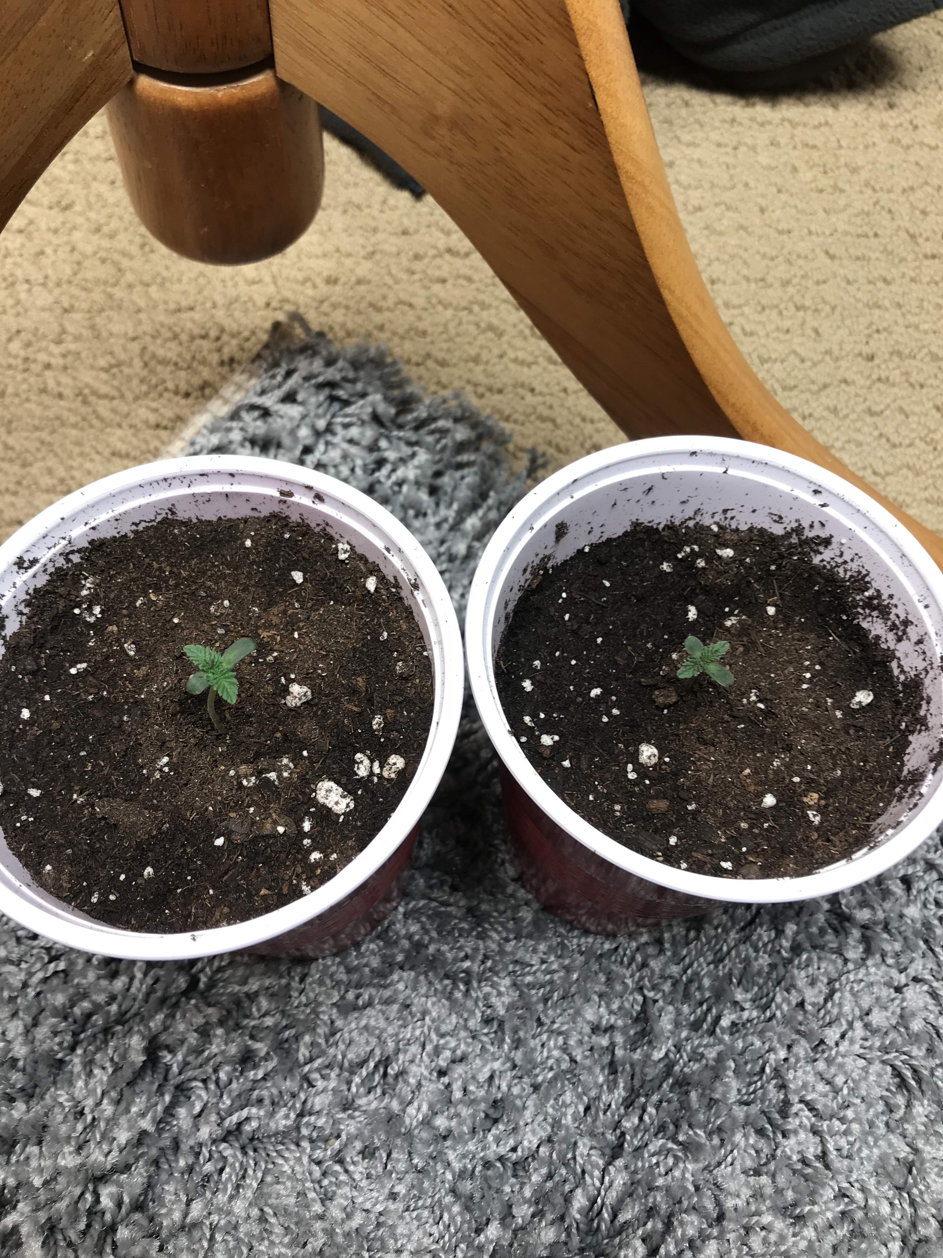In House Genetics Slurricane grow diary (journal) week1 by ...