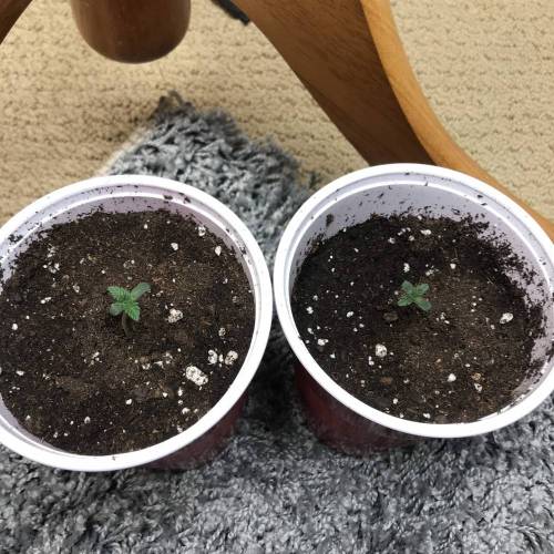 In House Genetics Slurricane grow journal by beaglecityusa - GrowDiaries