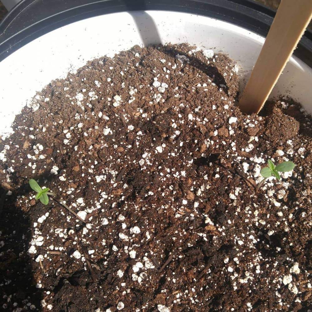 Custom Breeder & Strain Tangie (Fast Buds) x Double Grape x Forum ...