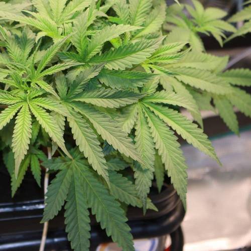 yumsay grow journal by weedko - GrowDiaries