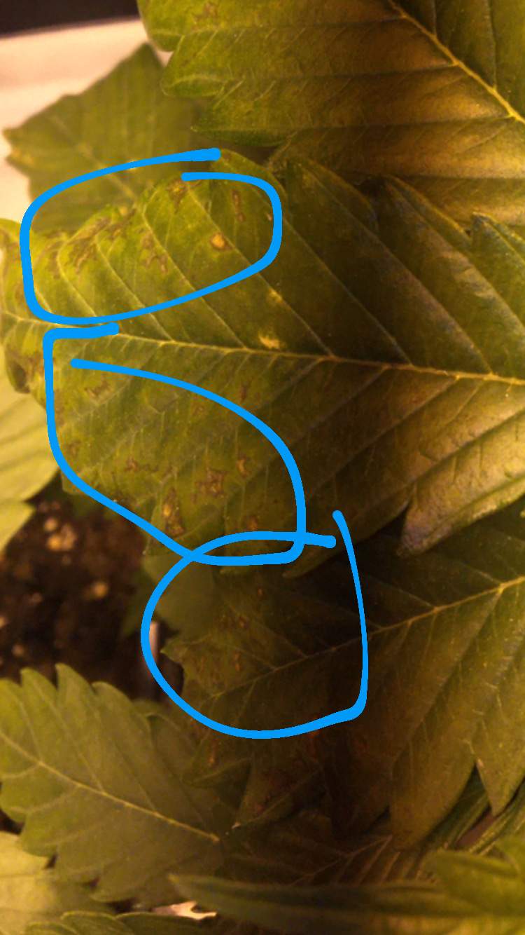 cal mag def? grow question by jonnthelad - GrowDiaries