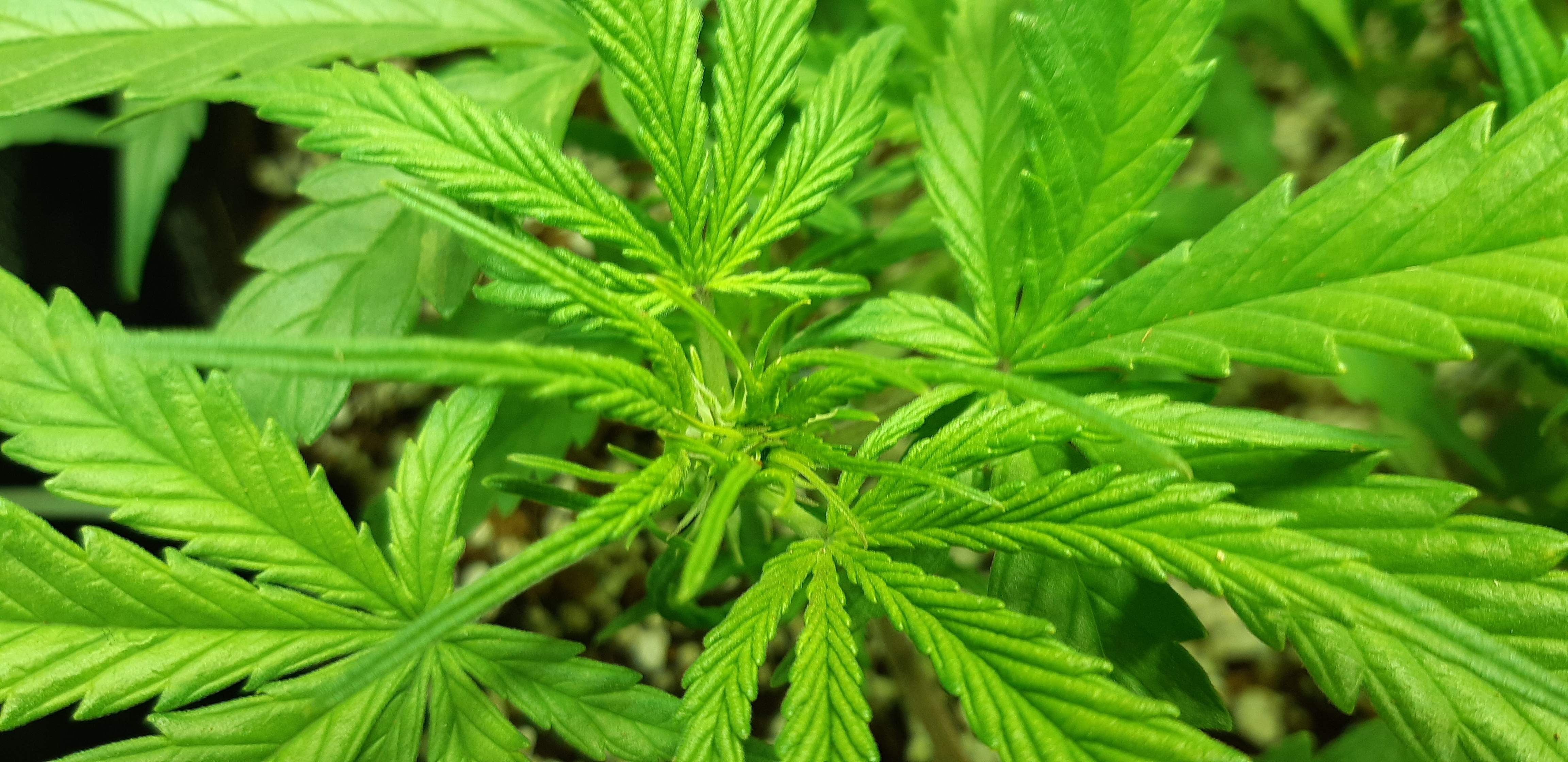 Fast Buds Crystal METH grow diary (journal) week5 by ScarfaceGuerrilla ...