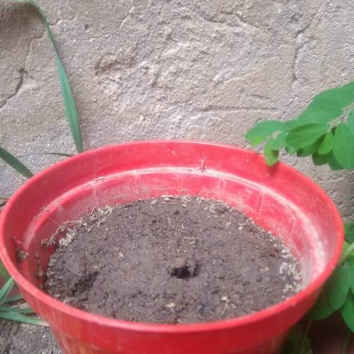 BSF Seeds Red Kush Auto grow journal by Mr_RootsGrowman - GrowDiaries