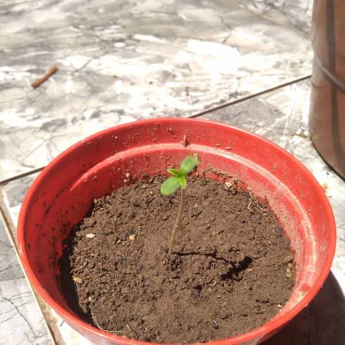 BSF Seeds Red Kush Auto grow journal by Mr_RootsGrowman - GrowDiaries