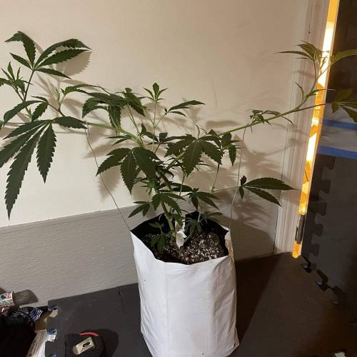 The Cali Connection Chem Valley Kush grow journal by Botanistgardenz ...