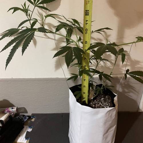 The Cali Connection Chem Valley Kush grow journal by Botanistgardenz ...