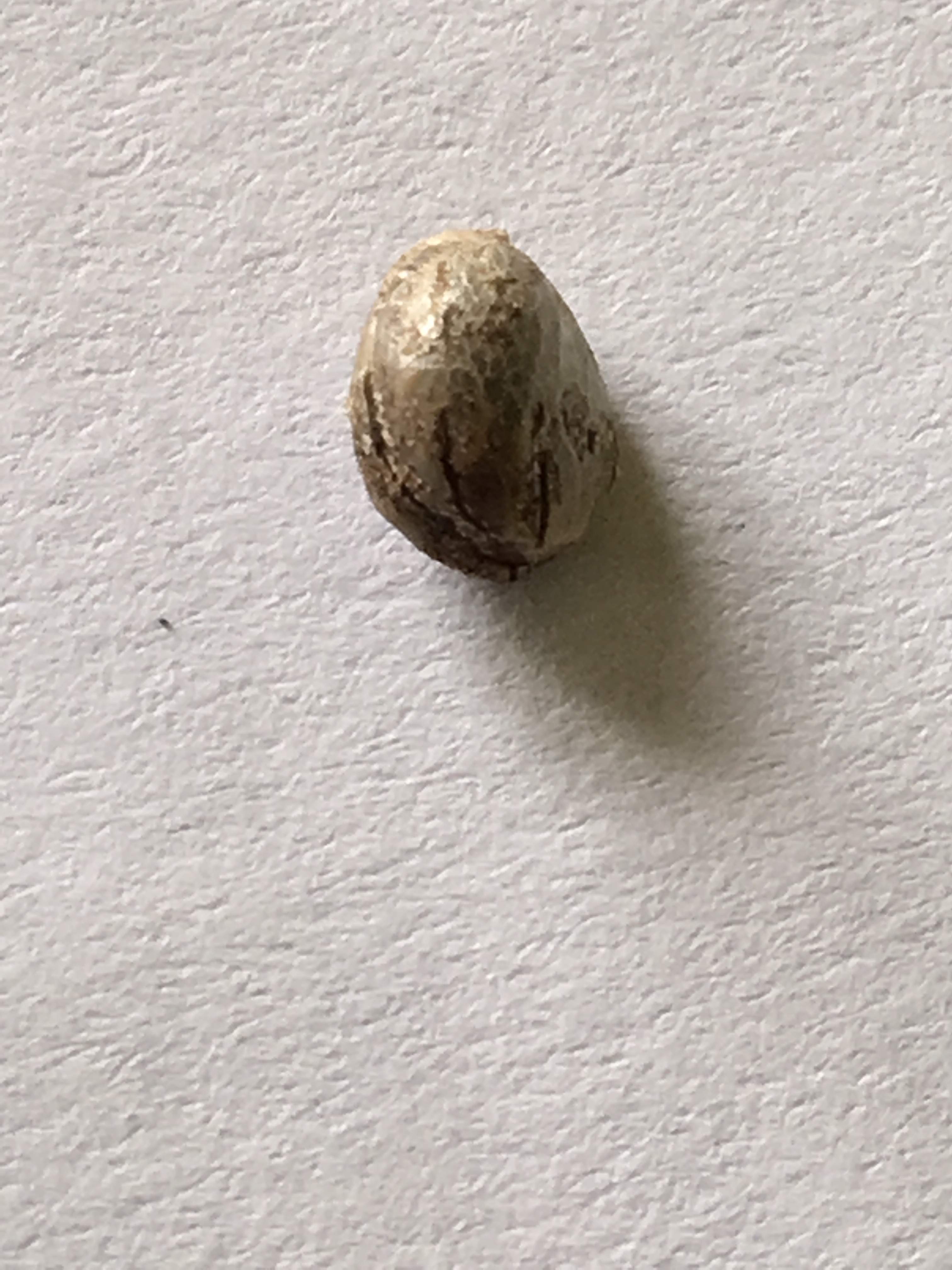 Spliff Seeds Dutch Blue Automatic grow diary (journal) week1 by XxxAuto ...