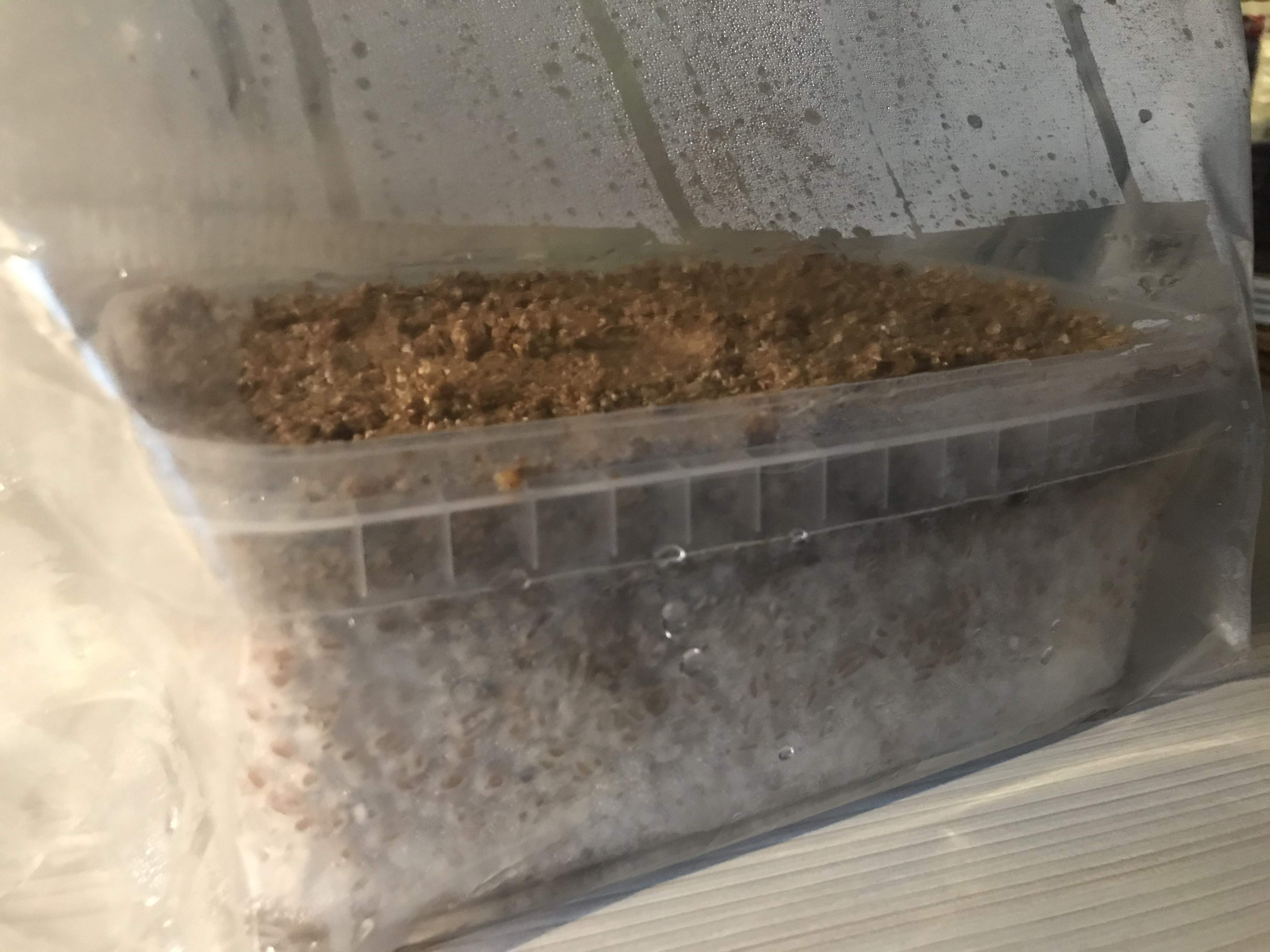 Psilocybe Cubensis grow diary (journal) week1 by LaChustas420 - GrowDiaries