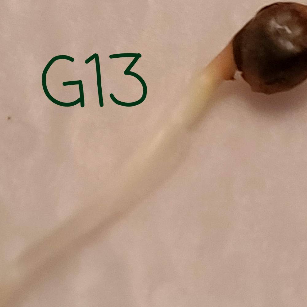 Lamb's breath, Bruce Banner, Blueberry X Big Devil Autoflower, G13 grow ...