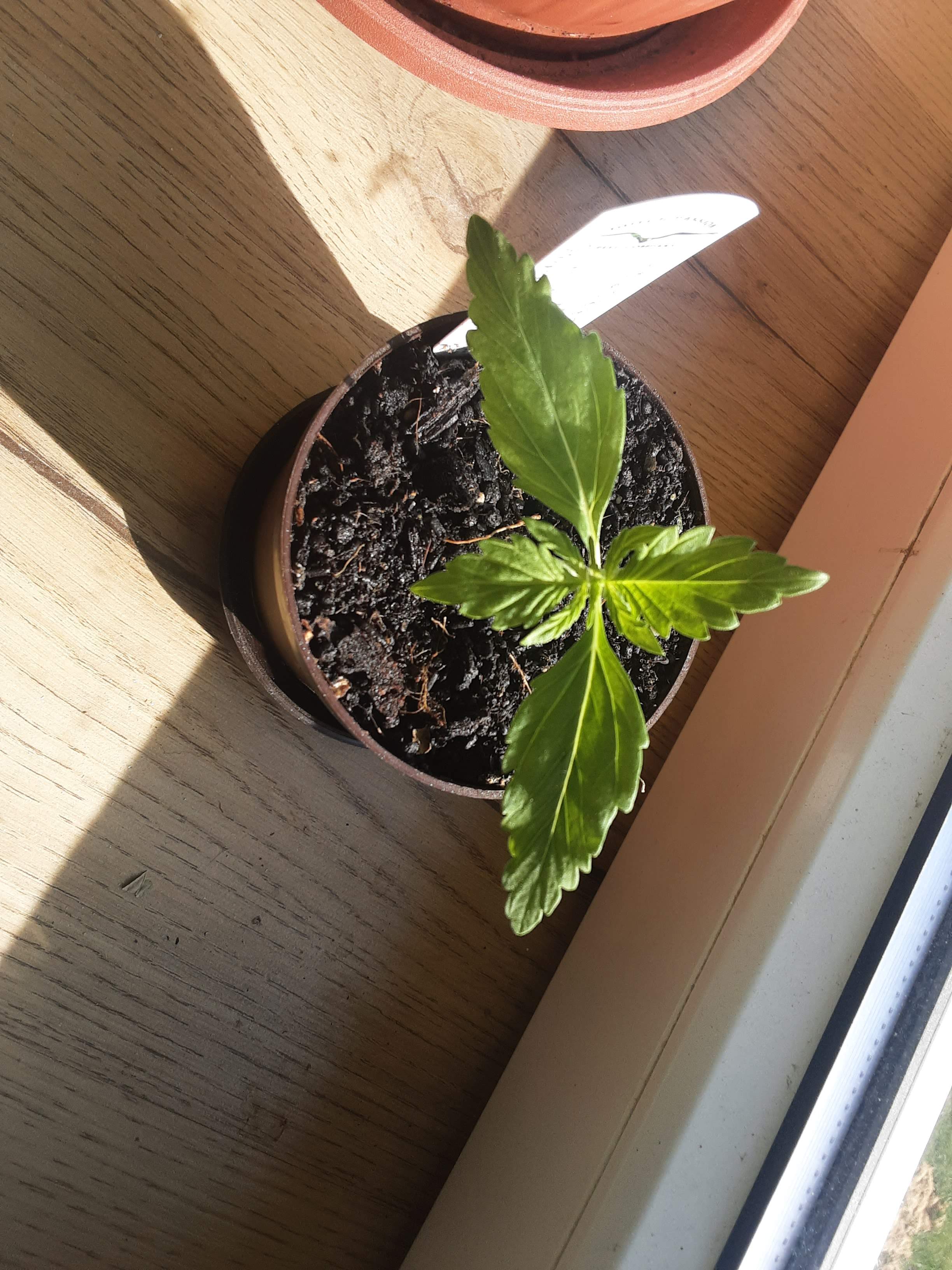 Dutch Passion Auto Skywalker Haze grow diary (journal) week2 by alzups ...