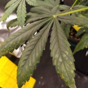 Dark Devil Auto® / Sweet Seeds strain info - GrowDiaries