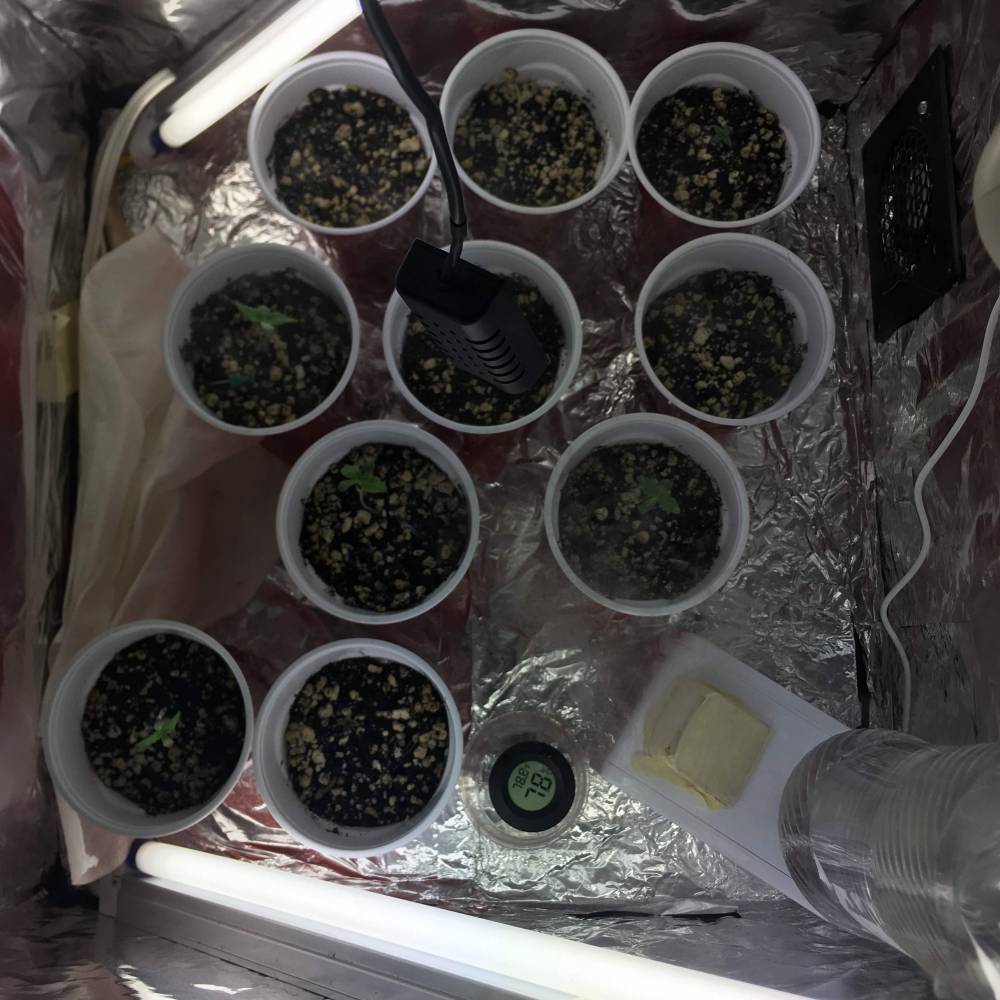 grow journal by Peanut - GrowDiaries