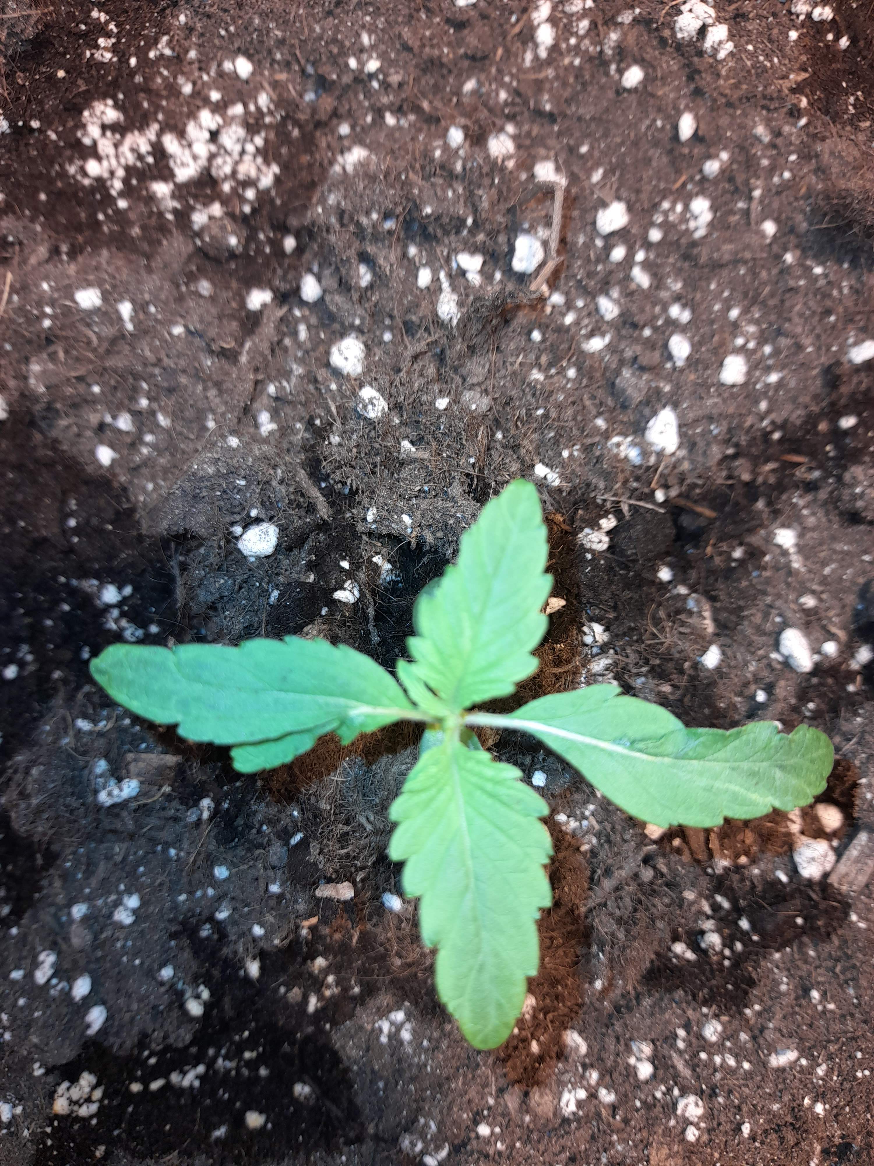 Foglie strane!!! grow question by ThePassionForWeed420 - GrowDiaries