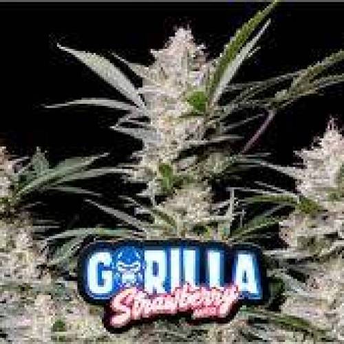 Strawberry Gorilla Auto grow journal by DRPLANTPROD - GrowDiaries