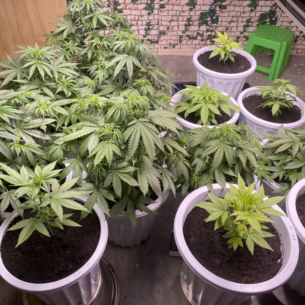 BCN Critical XXL Autoflower, Purple Punch Auto, Dark Devil Auto®, Sour ...