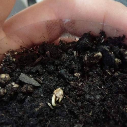Fast Buds Lemon AK Auto grow journal by Growers26 - GrowDiaries