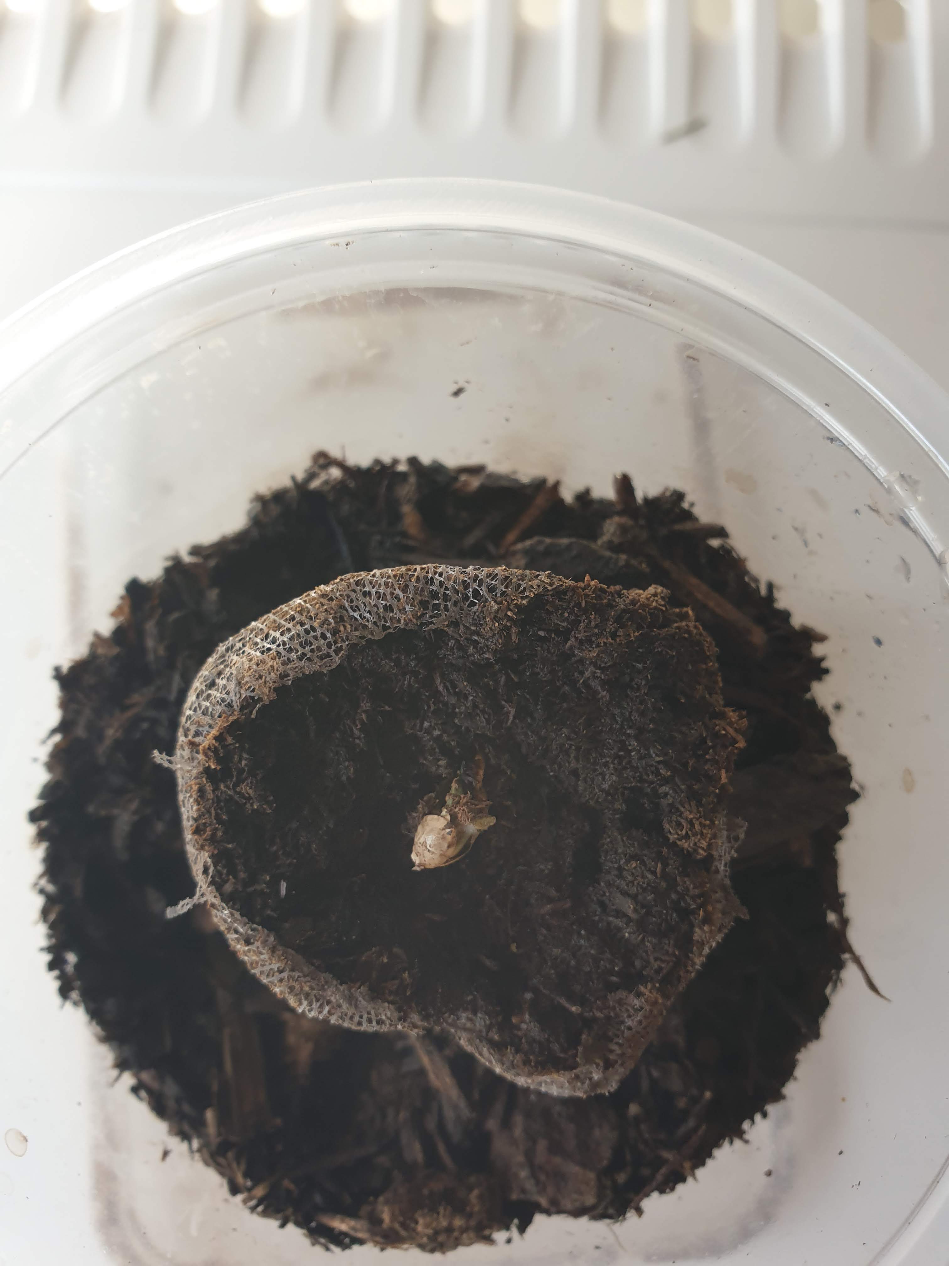 Weedseedsexpress AK 47 autoflower seeds grow diary (journal) week0 by ...