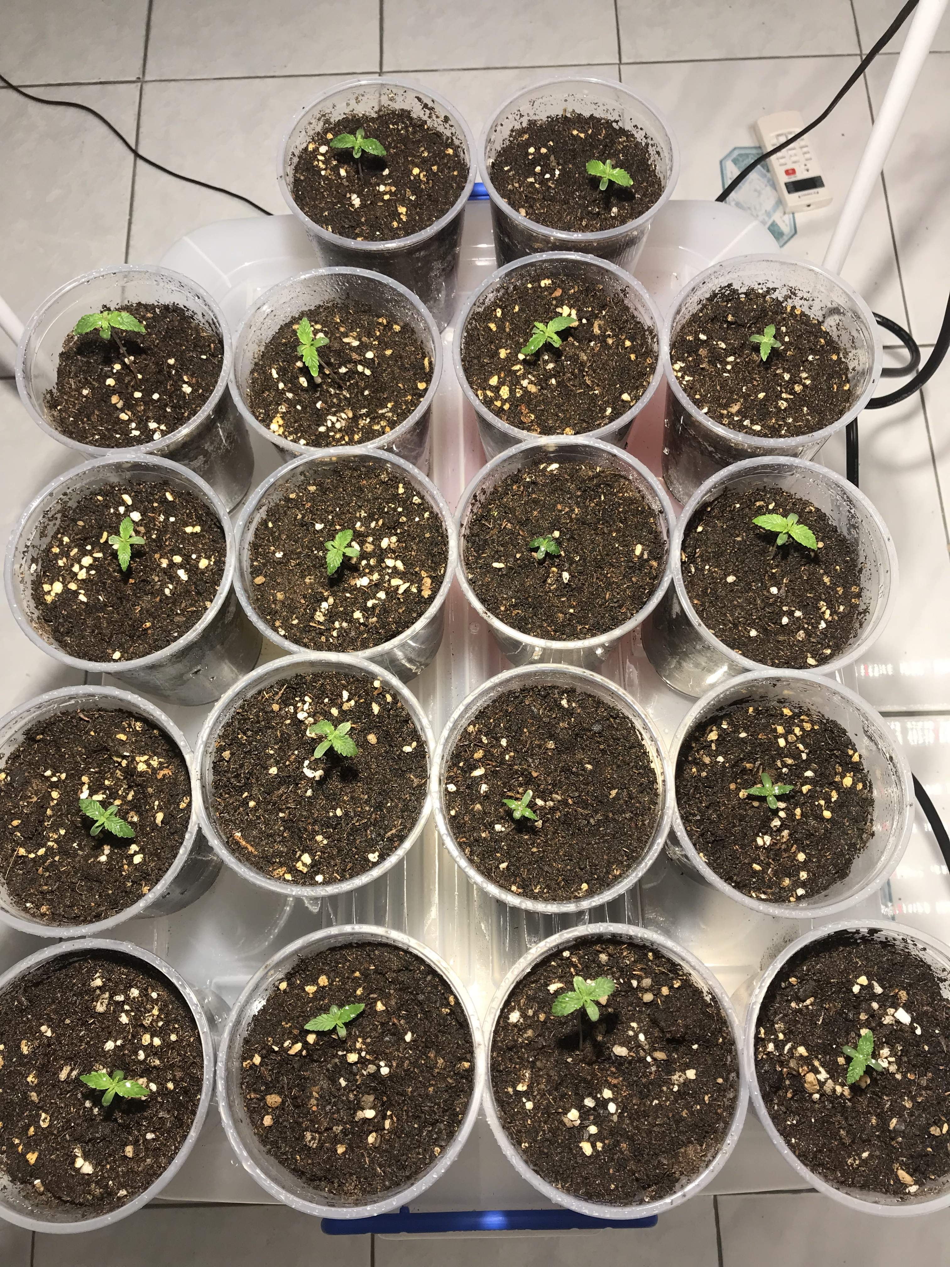 Dutch Passion Auto Ultimate grow diary (journal) week1 by DXHDEKOG ...