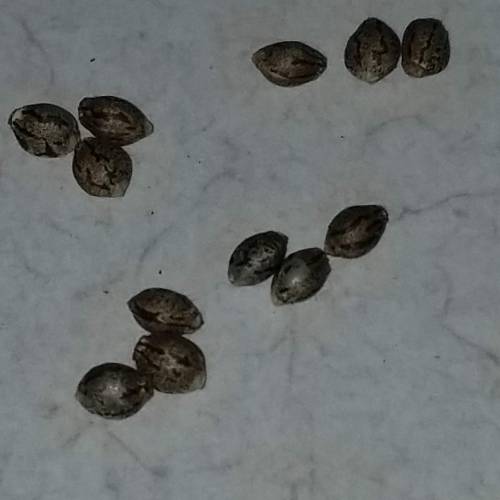 Ocean Grown Seeds Alien Rift grow journal by Sgtoso - GrowDiaries