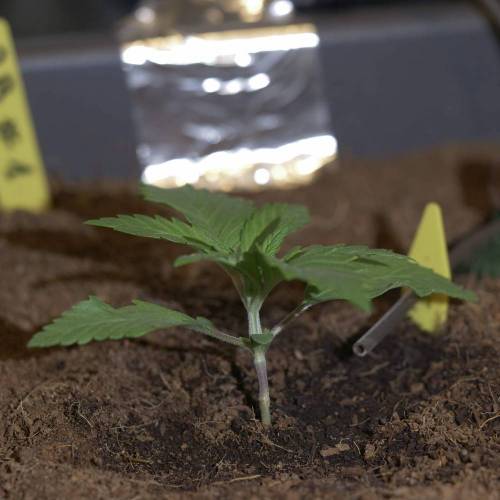 Blackberry Auto grow journal by Numitor - GrowDiaries