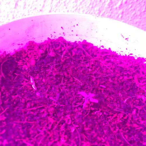 Fast Buds Fastberry Auto grow journal by Sewer2K - GrowDiaries