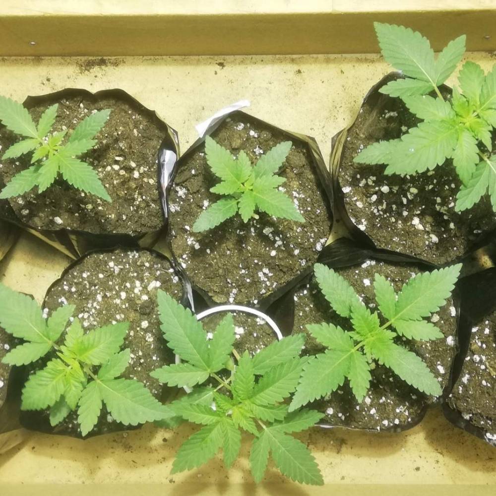 Slurricane, Tropicanna Cookies F2, Mimosa grow journal by ...