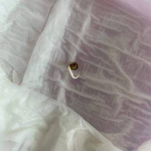 Seedsman Strawberry Cheesecake Auto grow journal by Shivafan - GrowDiaries