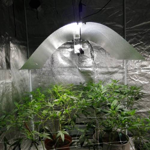 Custom Breeder & Strain Sleez (Slurricane Cheese) grow journal by ...