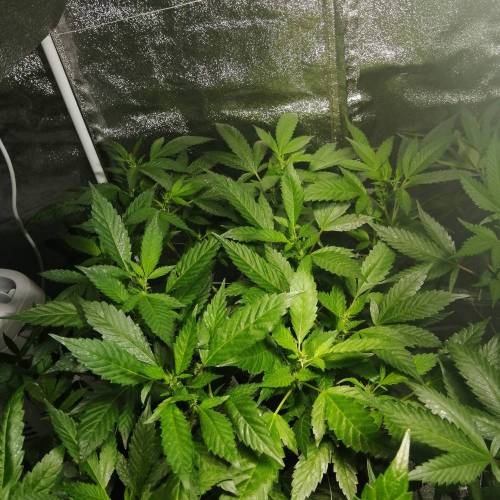 Sleez (Slurricane Cheese) grow diary (journal) week1 by HigherKayaSA ...