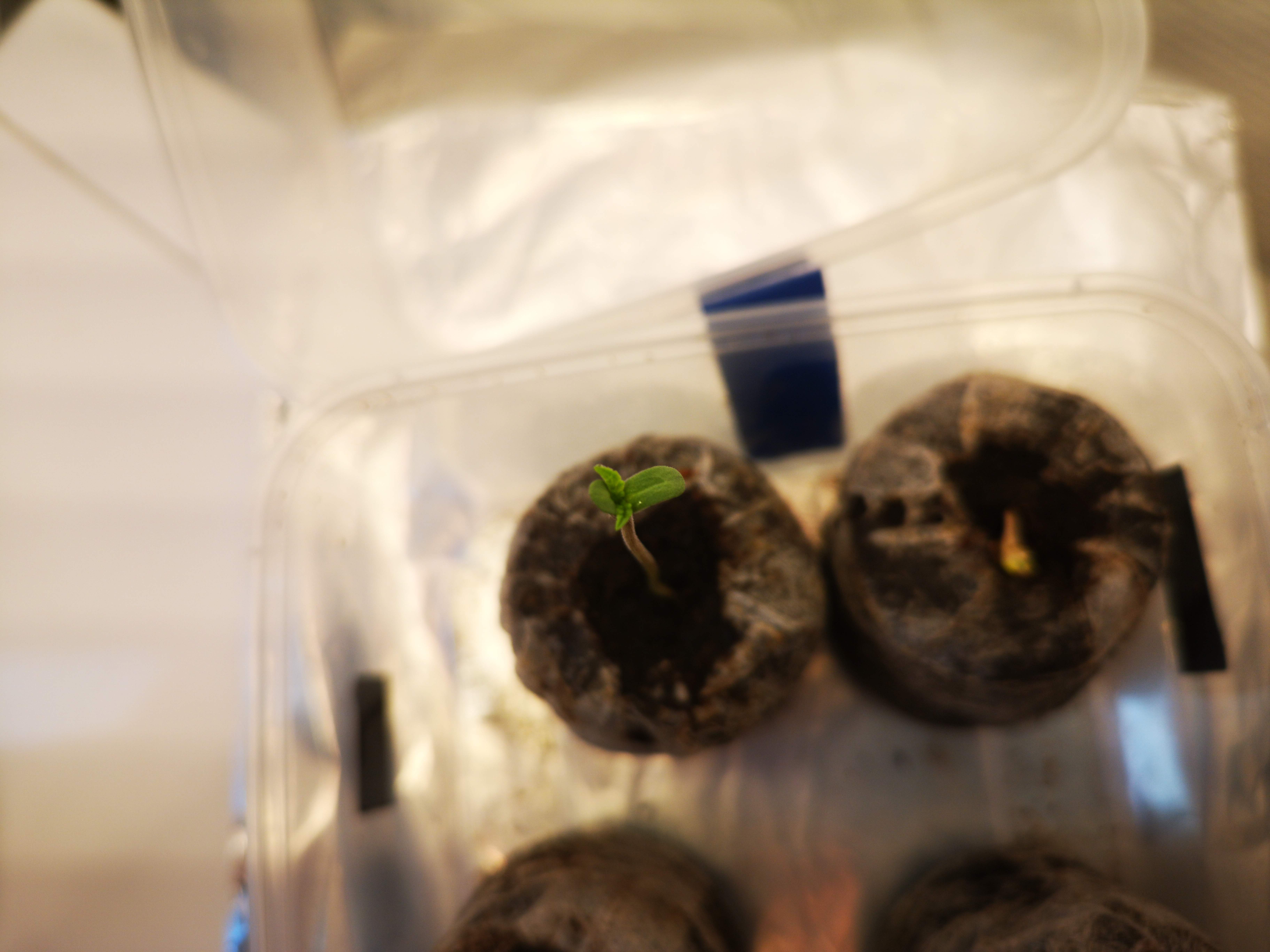 Dutch Passion Auto Critical Orange Punch grow diary (journal) week1 by ...