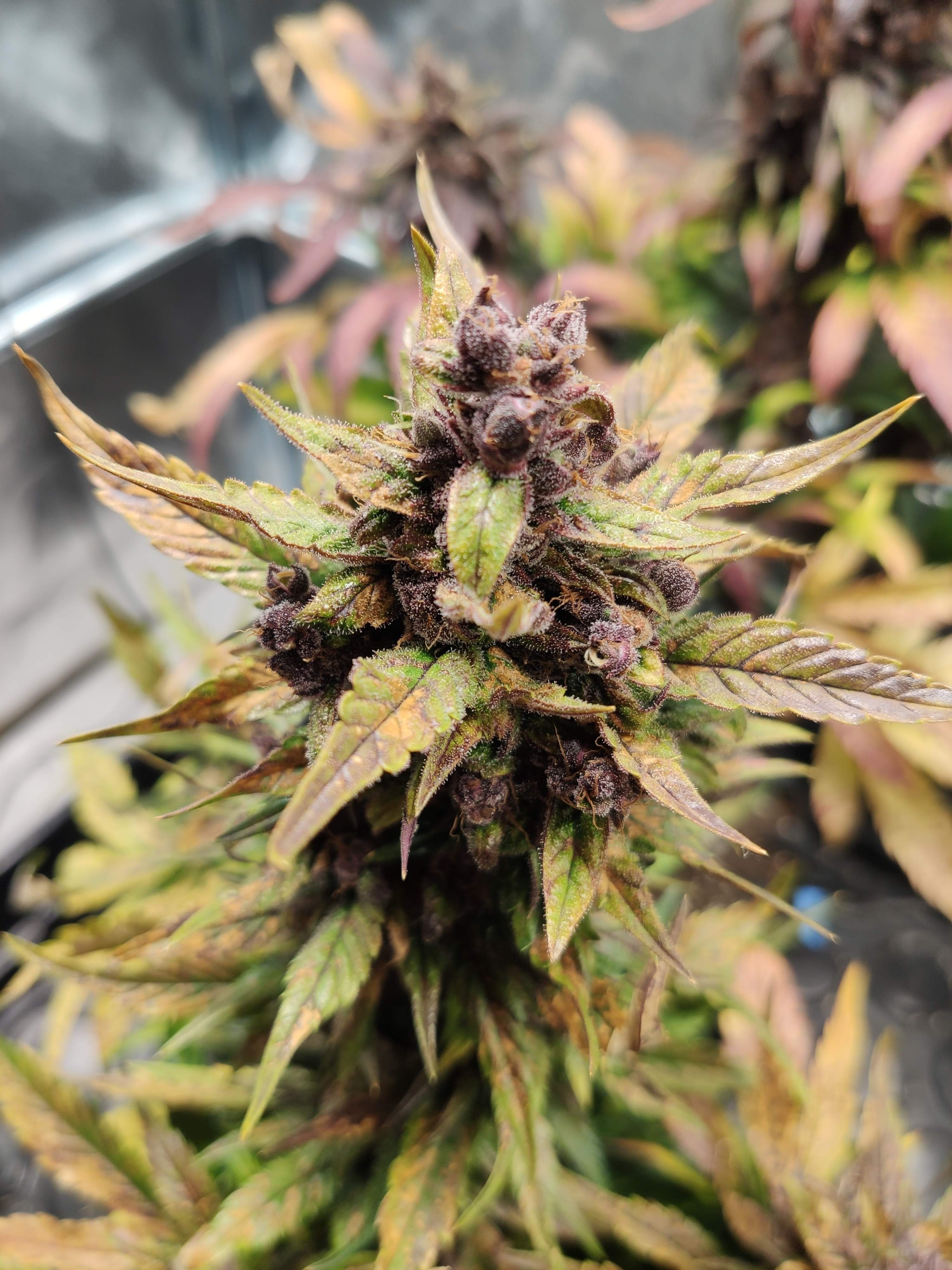 Anesia Seeds Auto Blackberry Moonrocks grow diary (journal) week9 by ...