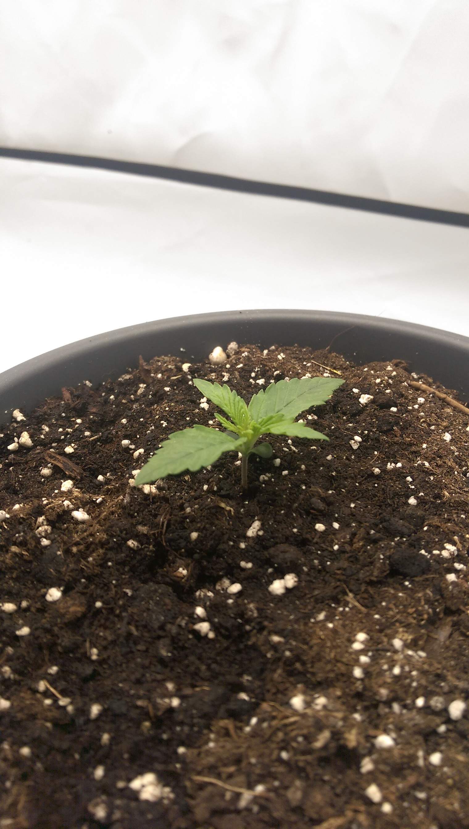 Dutch Passion Auto Blueberry grow diary (journal) week2 by Removed ...