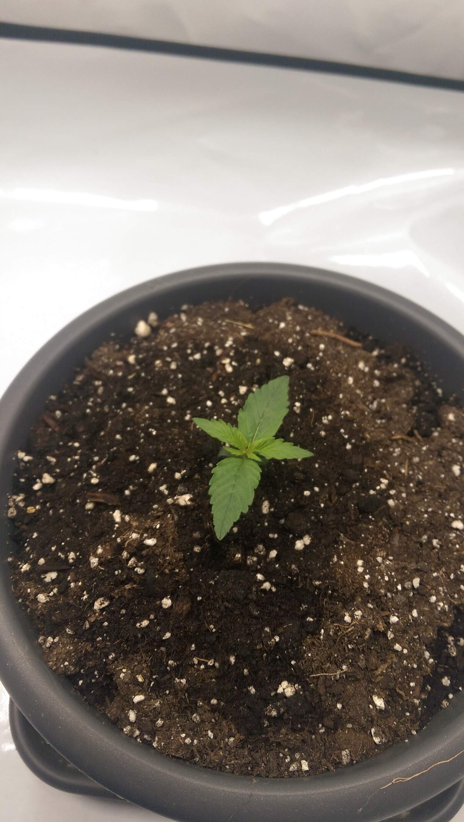 Dutch Passion Auto Blueberry grow diary (journal) week2 by Removed ...