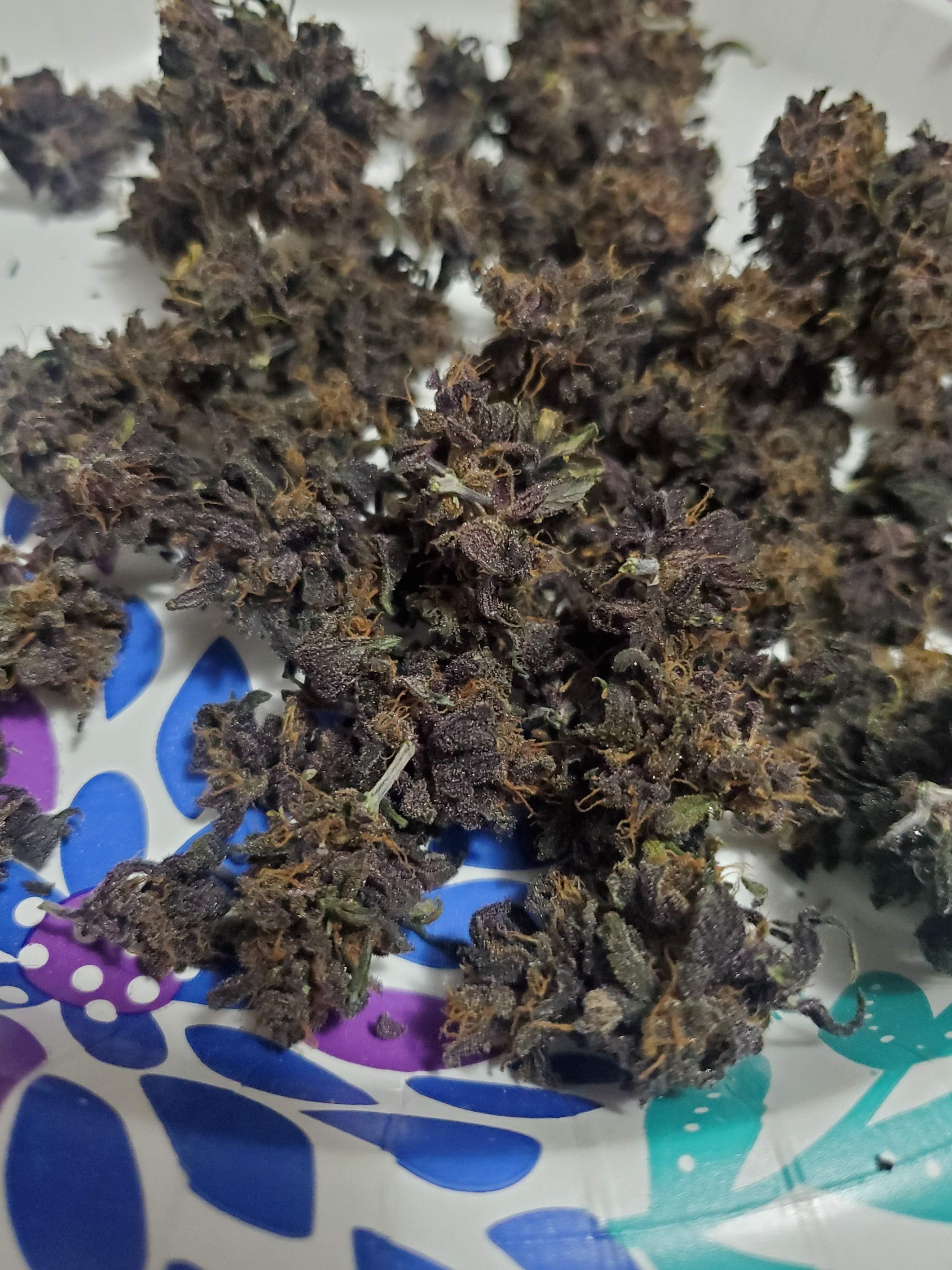 Exotic Seed Black Haze 2 Grow Journal 2 Harvest10 By GrowDiaries exotic-seed-black-haze-2-grow-journal-2-harvest10-by-growdiaries