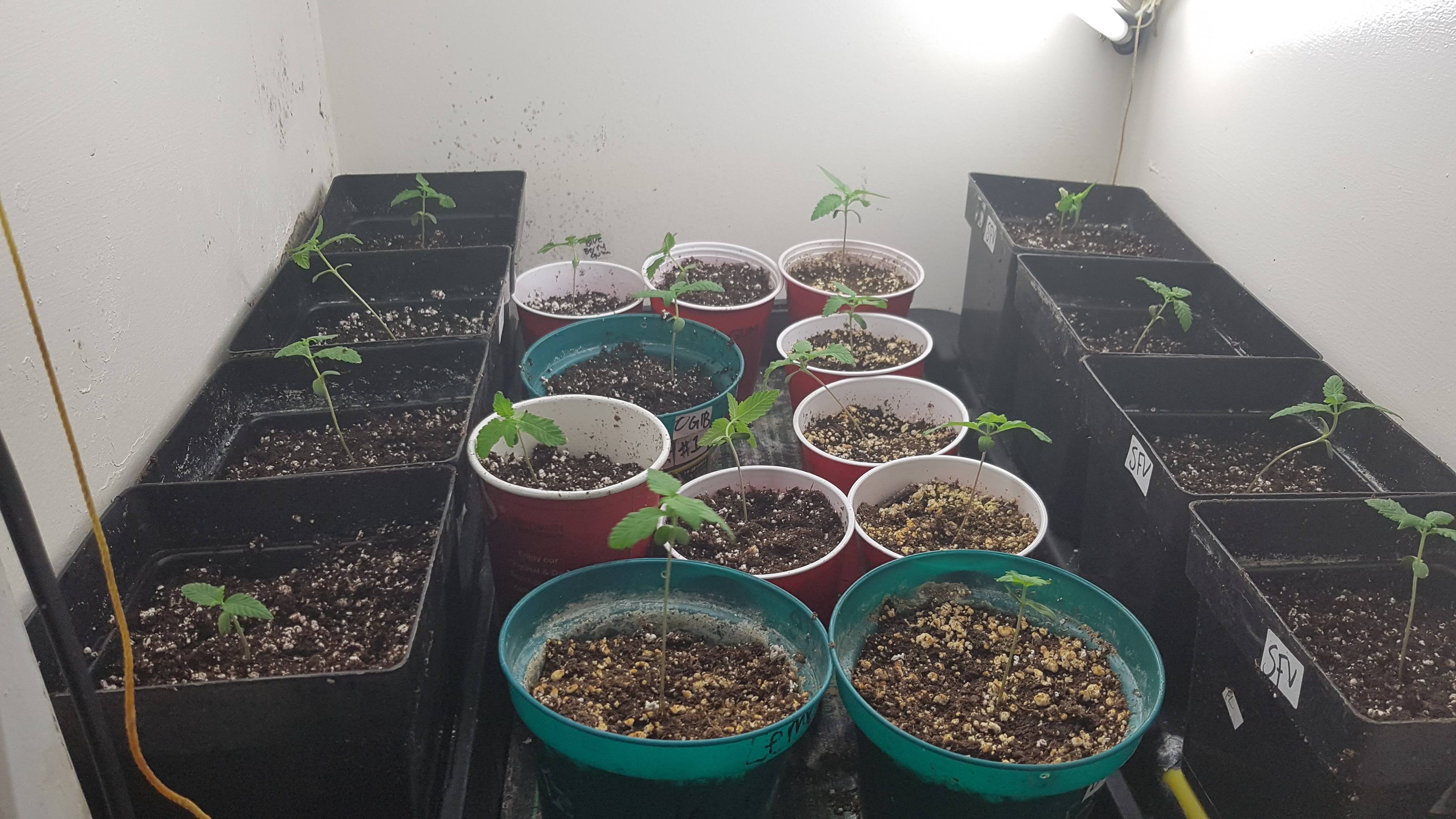 The Cali Connection SFV OG KUSH, Reserva Privada The OG #18, G13 Labs ...