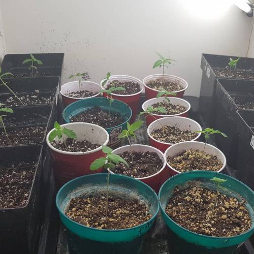SFV OG KUSH, The OG #18, Blueberry Gum grow journal by ...
