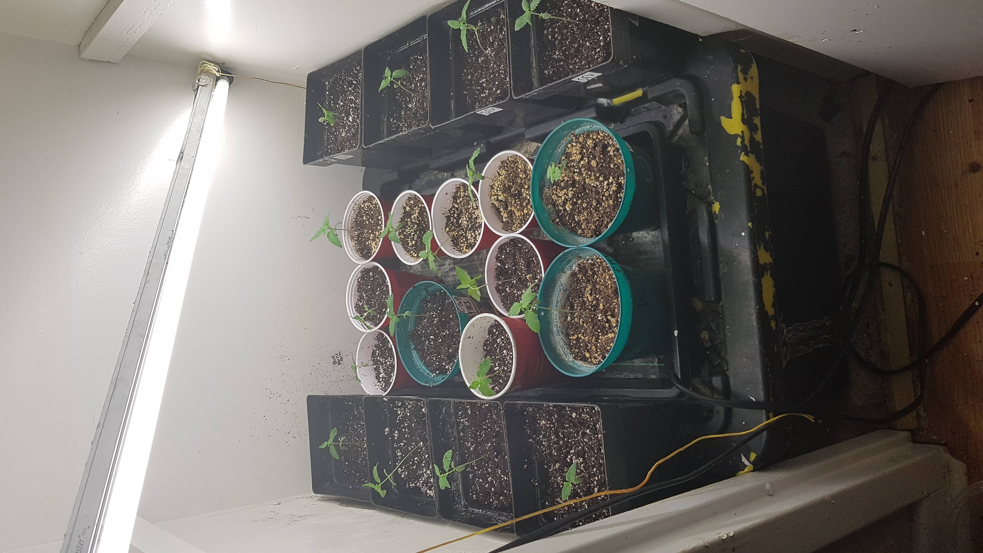 The Cali Connection SFV OG KUSH, Reserva Privada The OG #18, G13 Labs ...