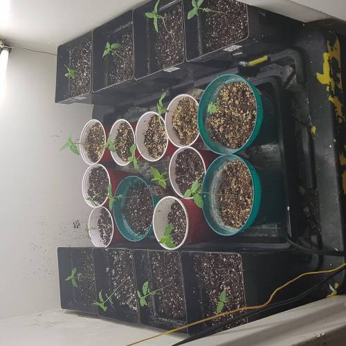 SFV OG KUSH, The OG #18, Blueberry Gum grow journal by ...