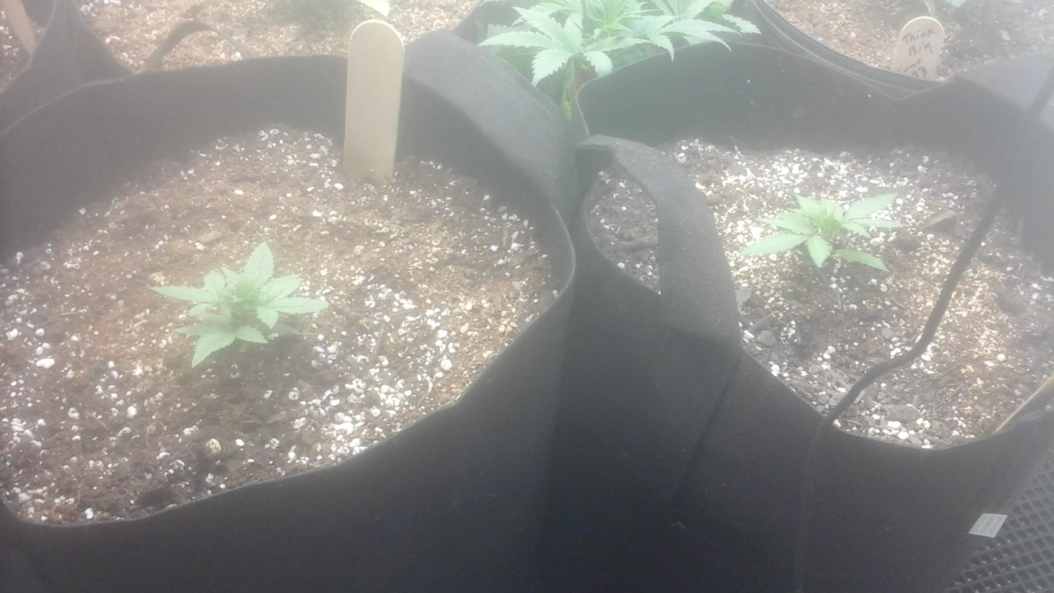 Fast Buds Crystal METH grow diary (journal) week1 by Millhouse ...