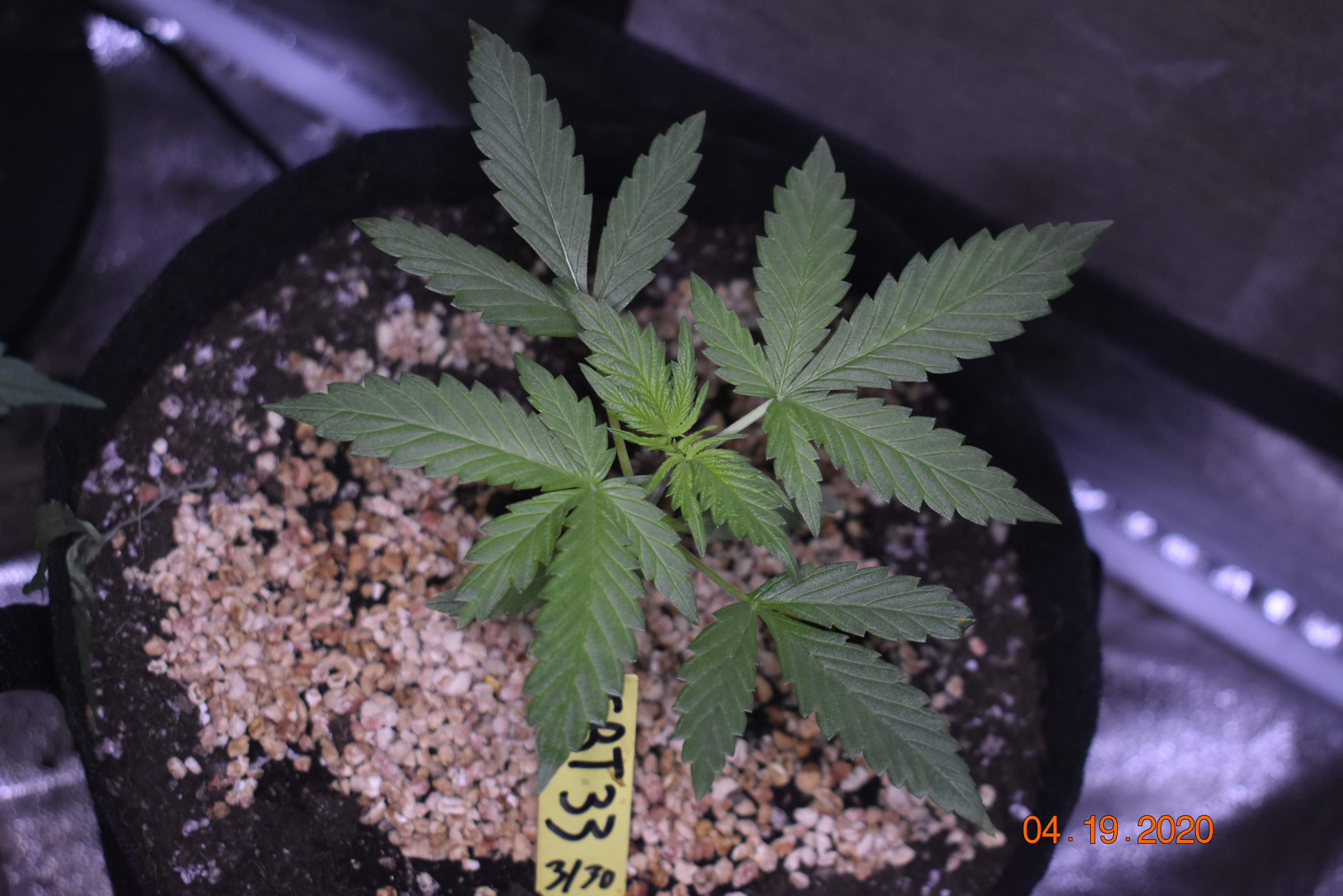 Fast Buds Orange Sherbet Auto grow diary (journal) week3 by ...