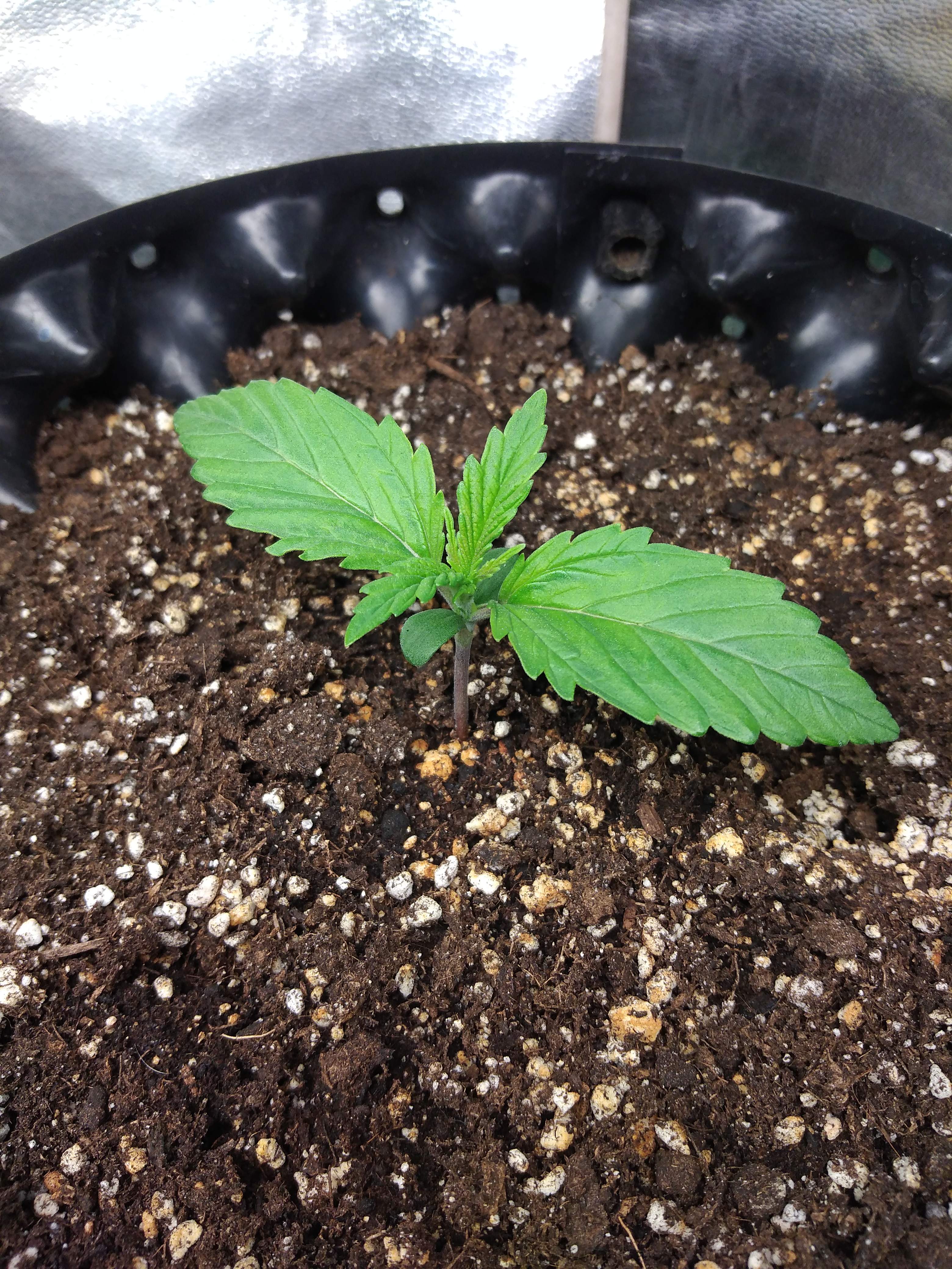 Fast Buds Zkittlez Auto 3 grow diary (journal) week2 by 420_liquidsun ...