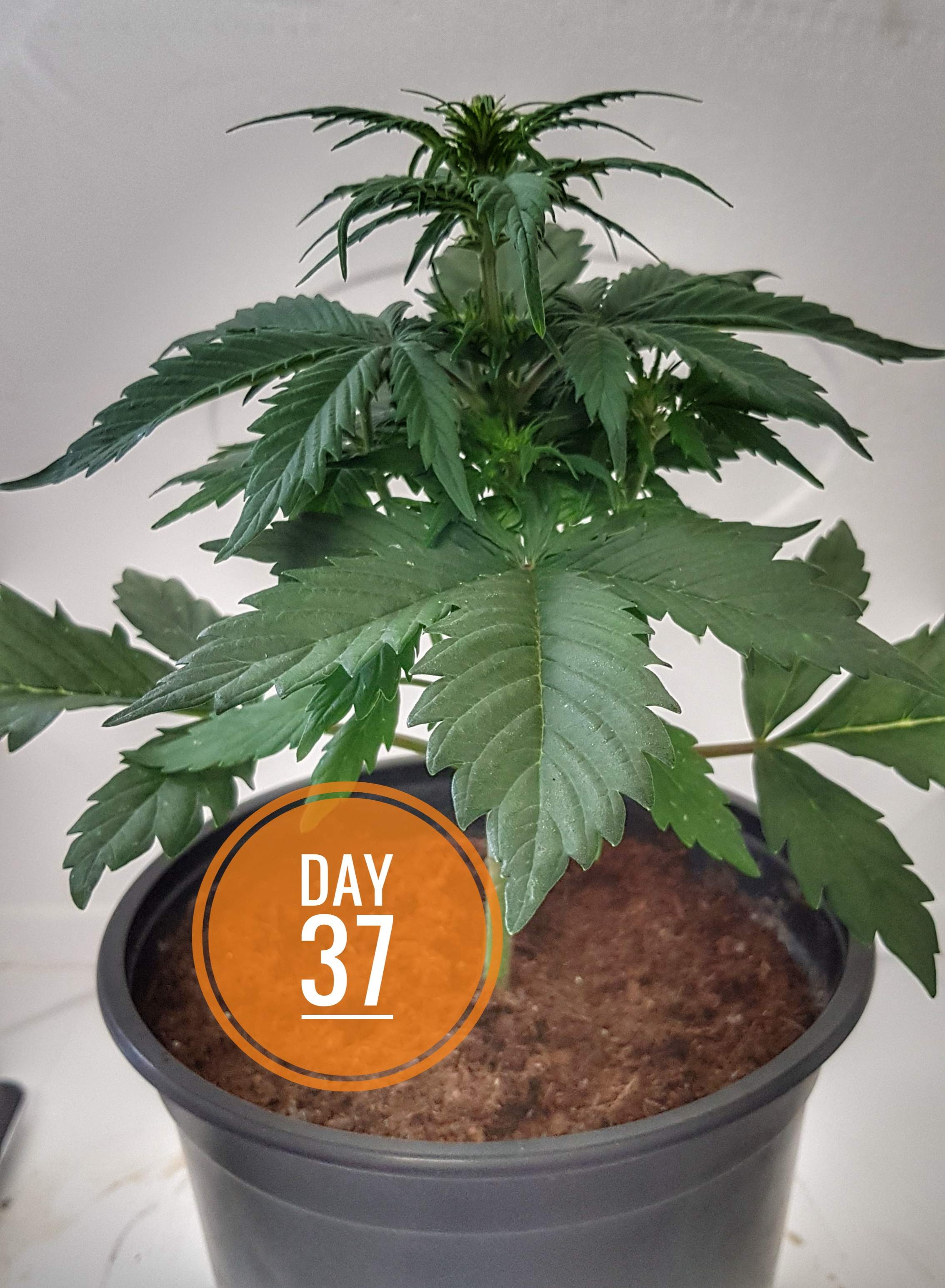 Fast Buds Lemon AK Auto grow diary (journal) week6 by MarcXL - GrowDiaries