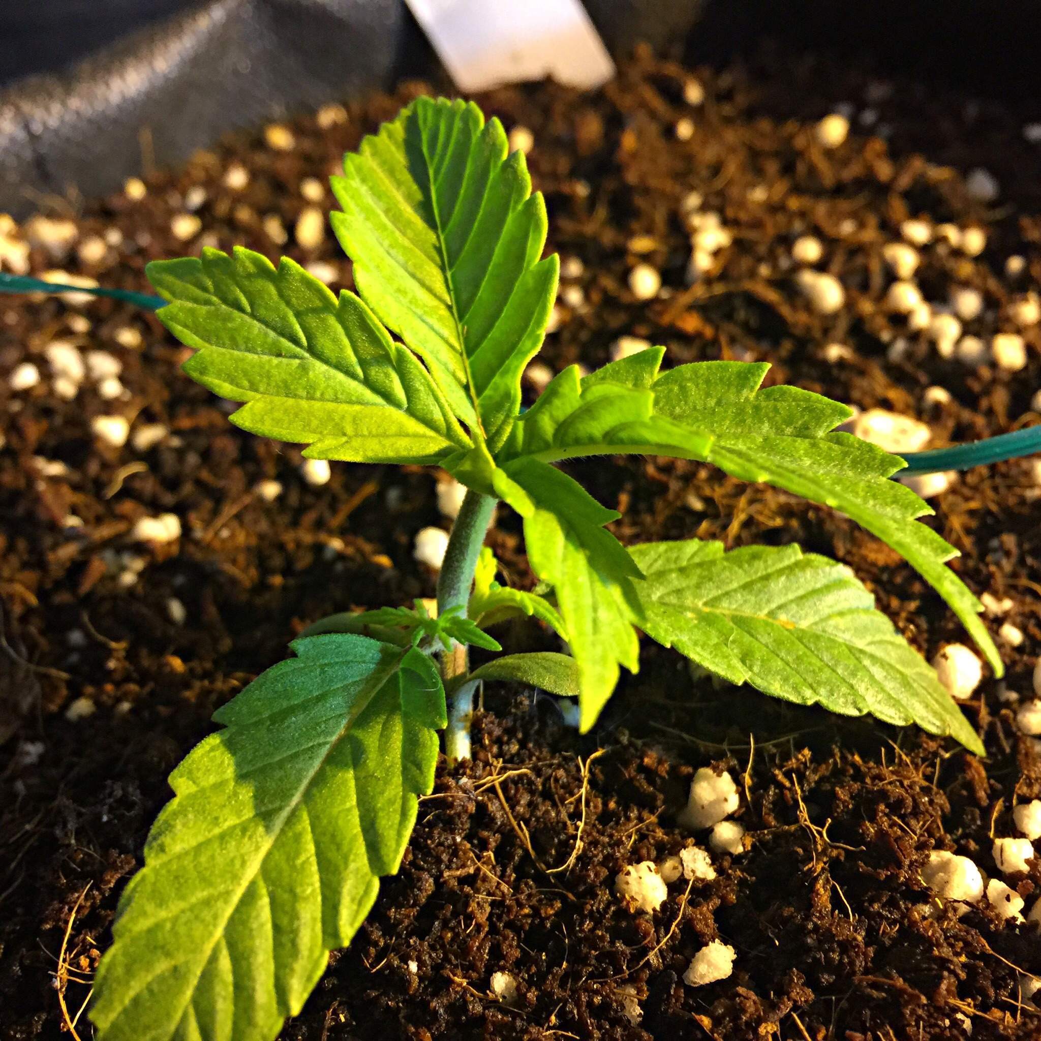 Fast Buds Gorilla Glue Auto grow diary (journal) week2 by Dukuu ...